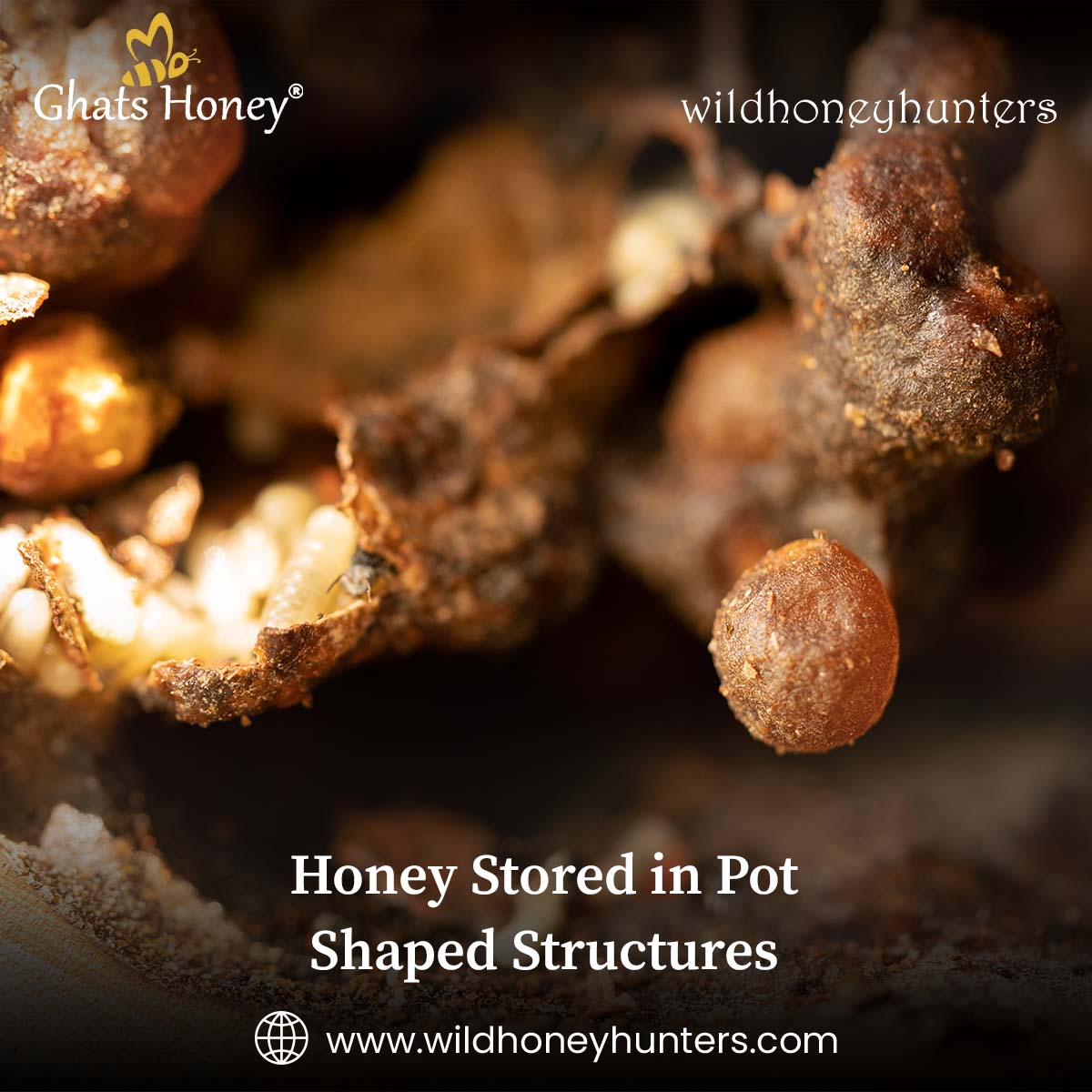 The Beauty of Stingless Bees Honey – Mother of Medicine - Wild Honey ...
